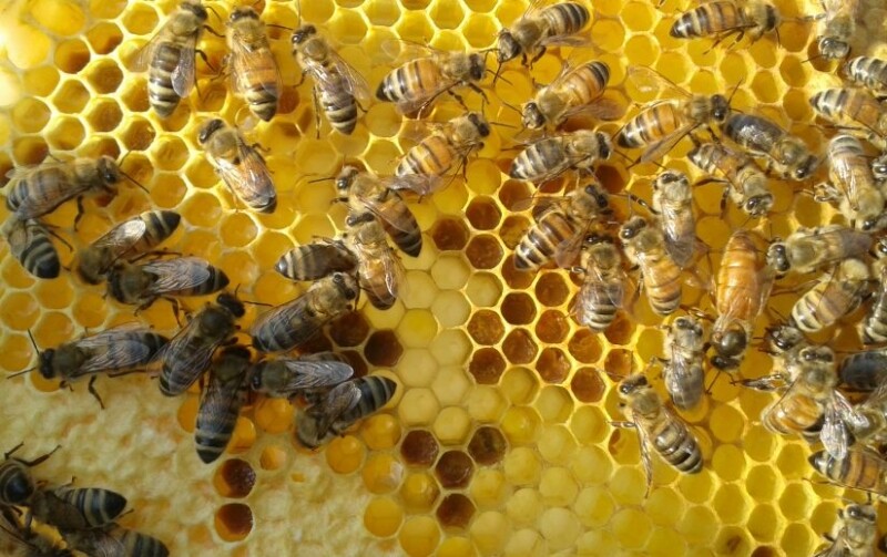 Colonies d'abeilles en péril: en attente des subventions, les ...