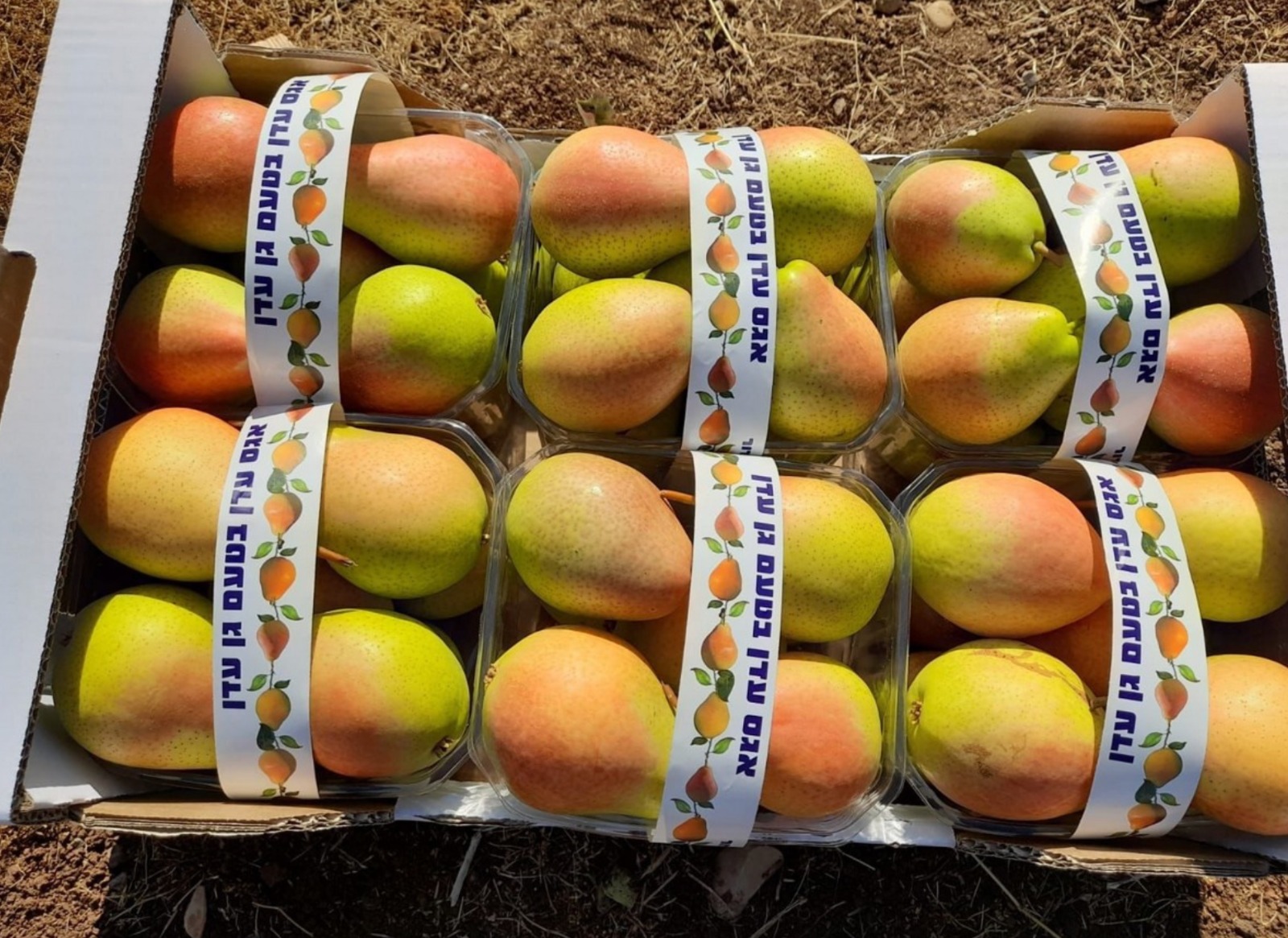 L’Israélien Ben Dor introduit ses fruits hybrides au Maroc - Le Desk