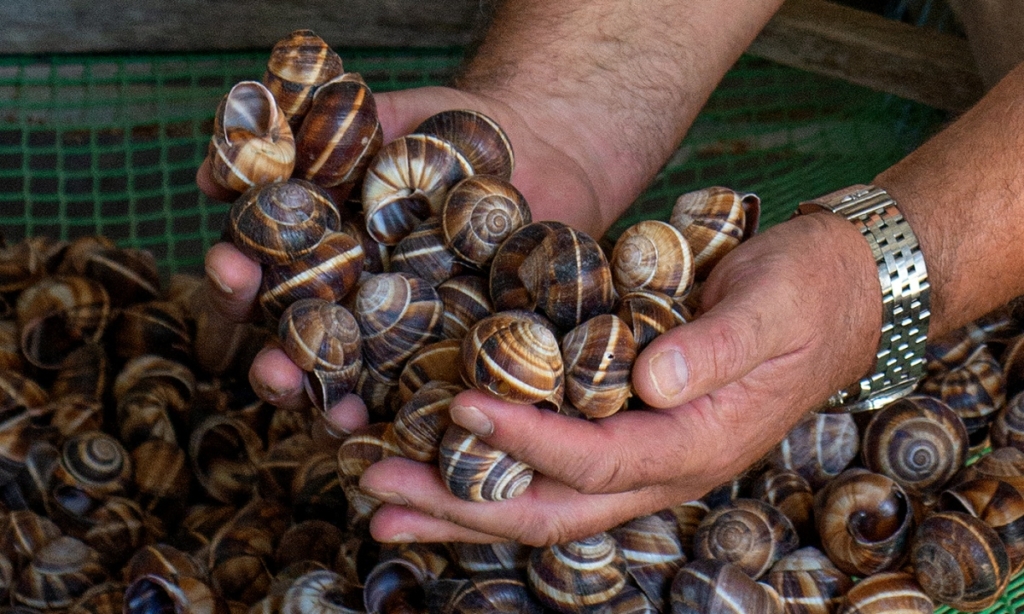 Avec Sanam Agro, Said Alj s'essaye à l'élevage d'escargots - Le Desk