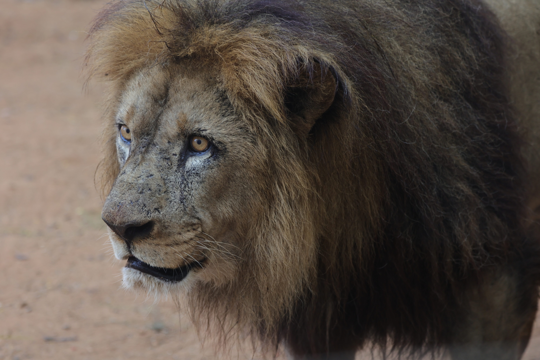 Lion de l'Atlas, quel destin pour l’emblème national ? - Le Desk